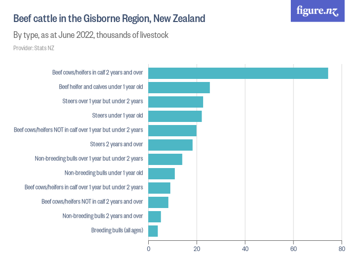 Beef cattle in the Gisborne Region, New Zealand - Figure.NZ